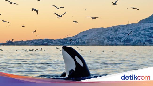 Jadi Predator Puncak, Ini Alasan Orca Disebut Paus Pembunuh