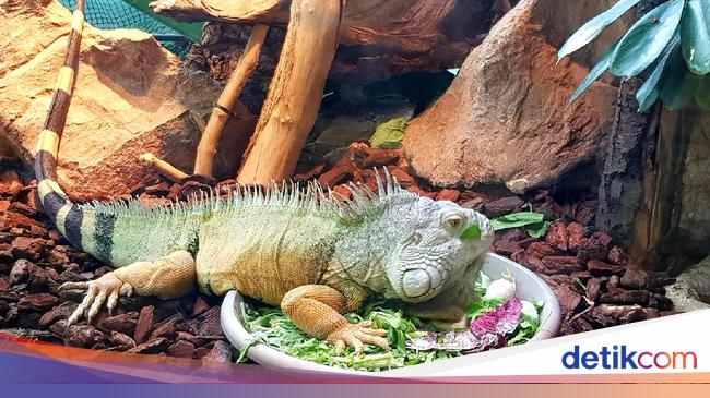 Mengenal Klasifikasi Hewan Insektivora, Ciri-ciri dan Contoh