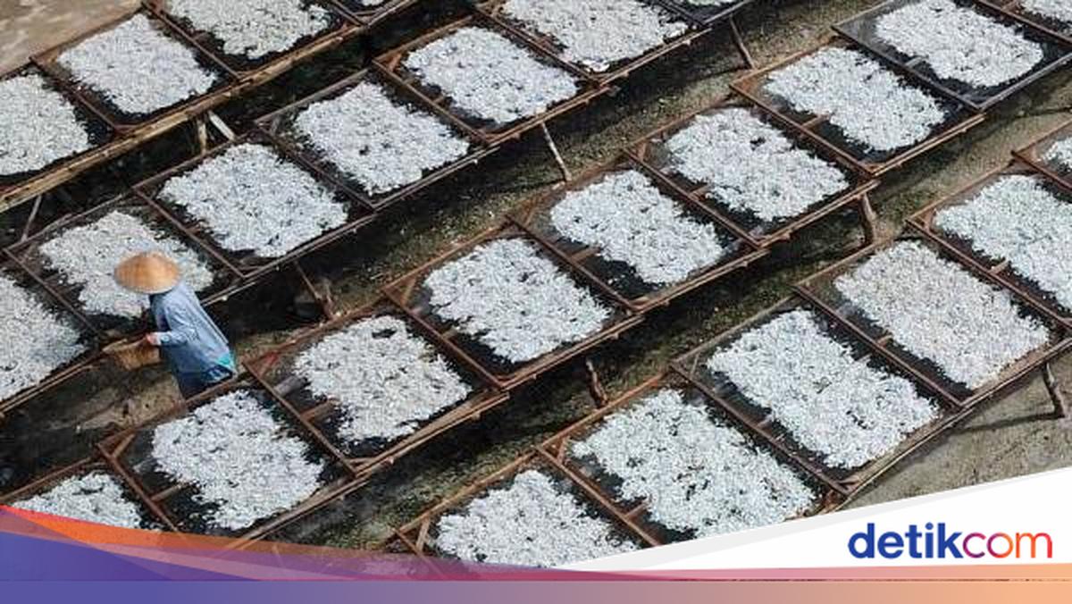 Asinnya Ikan Teri Jadi Sumber Rezeki Warga Pulau Pasaran Bandar Lampung
