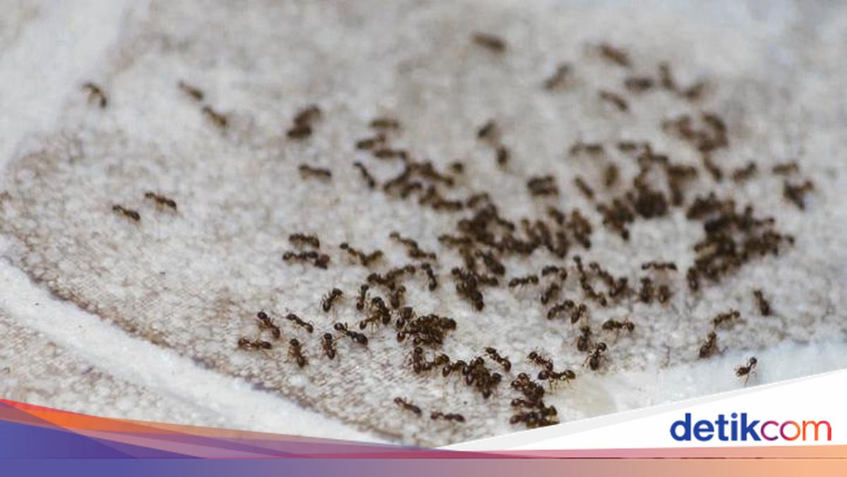 8 Cara Alami Usir Semut Merah di Rumah, Ampuh dan Aman untuk Keluarga