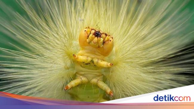 Lebih Dekat dengan Ulat, Bikin Geli atau Gemas?