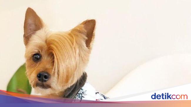 Gemesin! Potongan Rambut Anjing Mirip Manusia