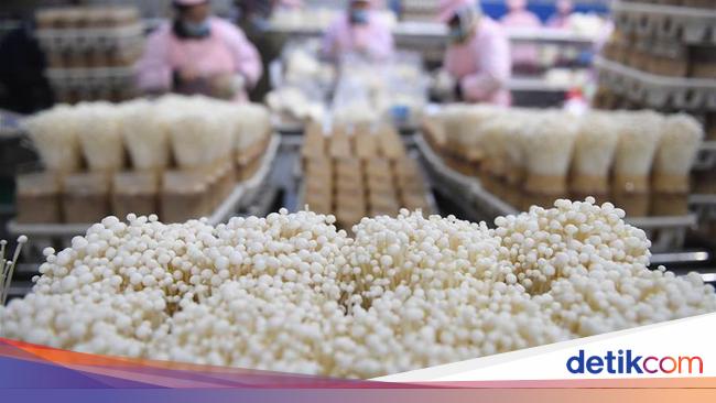 Mengintip 'Jeroan' Pabrik Jamur Enoki cs di China