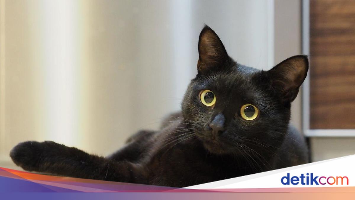 12 Ciri-ciri Kucing Pembawa Rezeki dan Jenisnya yang Membawa Keberuntungan