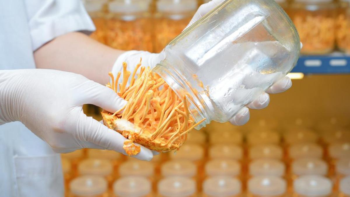 Picu Kiamat Zombie The Last of Us, Jamur Cordyceps Dulu Mau Diuji RI ...