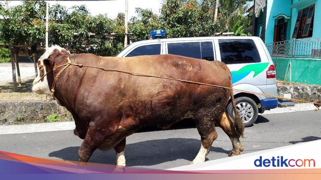 Sapi Jumbo 1,2 Ton di Boyolali Ini Ditawarkan Rp 80 Juta, Minat?