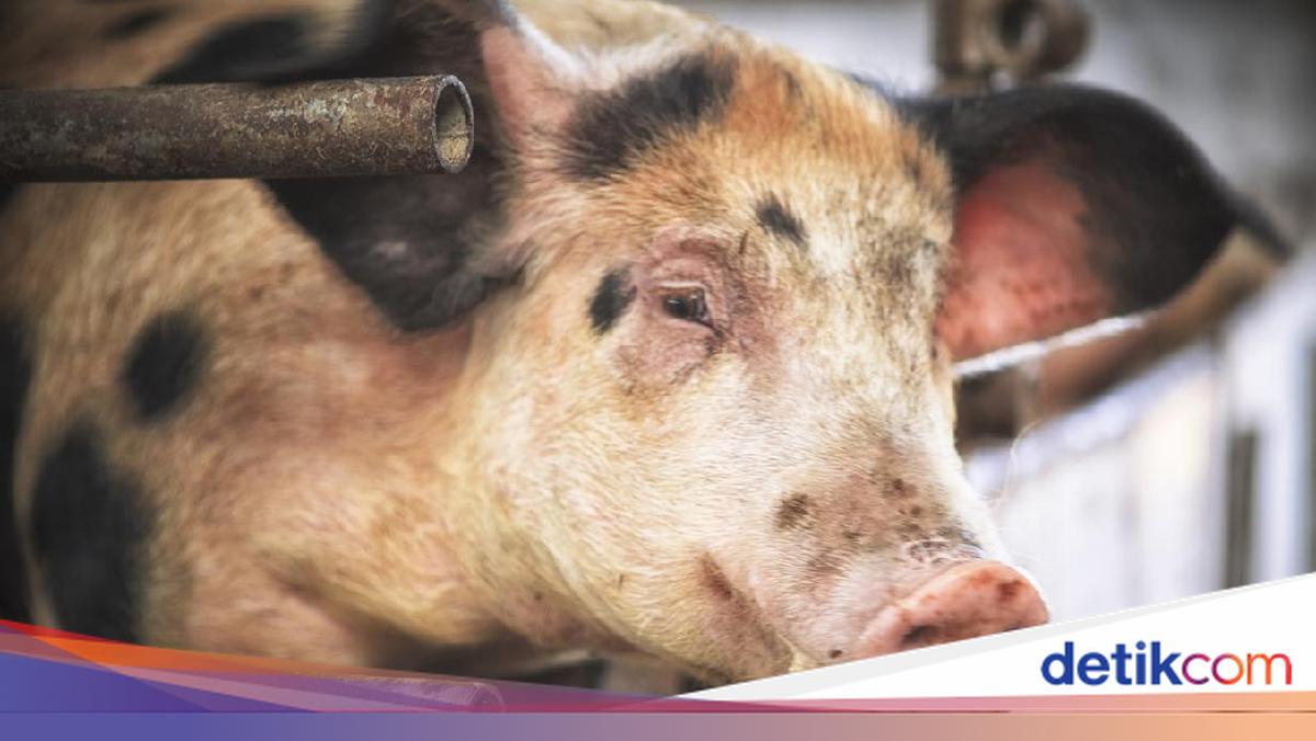 10+ Jenis Produk Turunan Babi yang Beredar di Masyarakat, Ketahui Cara Ceknya!