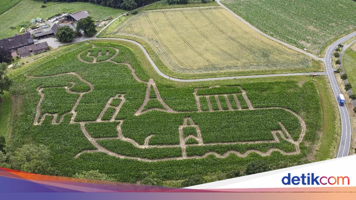 Potret Unik Petani Hias Ladang Jagungnya