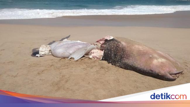 Hiu Mati Terdampar di Pacitan, Warga Ambil Dagingnya hingga Tinggal Kepala