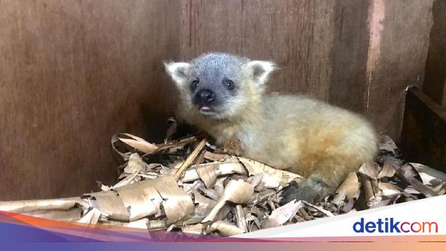 Ada Musang Bule di Jakarta Aquarium