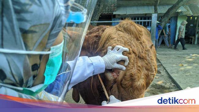 Puluhan Sapi di Pasuruan Terserang LSD Jelang Idul Adha, Terbanyak di ...
