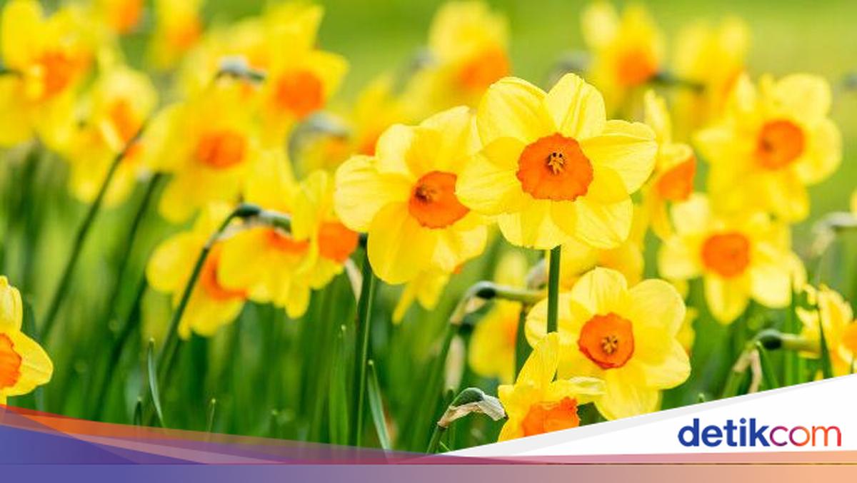 Bunga Daffodil, Filosofi dan Manfaat di Balik Bunga yang Cantik Tapi ...