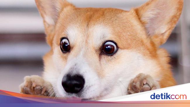 Gen, Corgi yang Hobi Berekspresi Unik Saat Cicip Makanan
