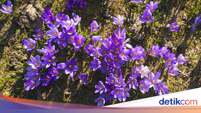 5 Bunga Termahal di Dunia, Harga Tembus Rp 50 Miliar Lebih