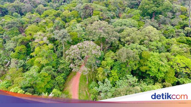 5 Negara dengan Hutan Hujan Tropis Terluas di Dunia, Indonesia Urutan ...