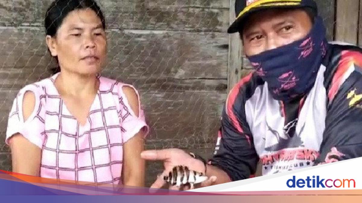 Lagi Tren! Ikan 'Tiger Fish' dari Muba Harganya Capai Rp 25 Juta