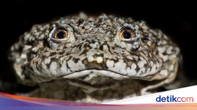 Ilmuwan Galang Kekuatan untuk Selamatkan 'Katak Kantong Buah Zakar' Raksasa