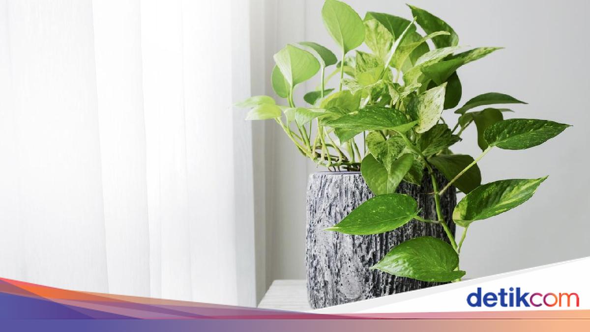 9 Tanaman Pembawa Hoki Menurut Feng Shui, Coba Cek di Sekitarmu!