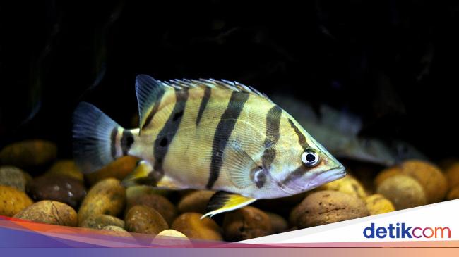 Melihat Lebih Dekat Tiger Fish yang Fenomenal