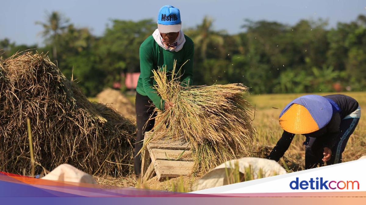 Pemerintah Mau Serap Beras Petani hingga 2,5 Juta Ton di Awal 2026