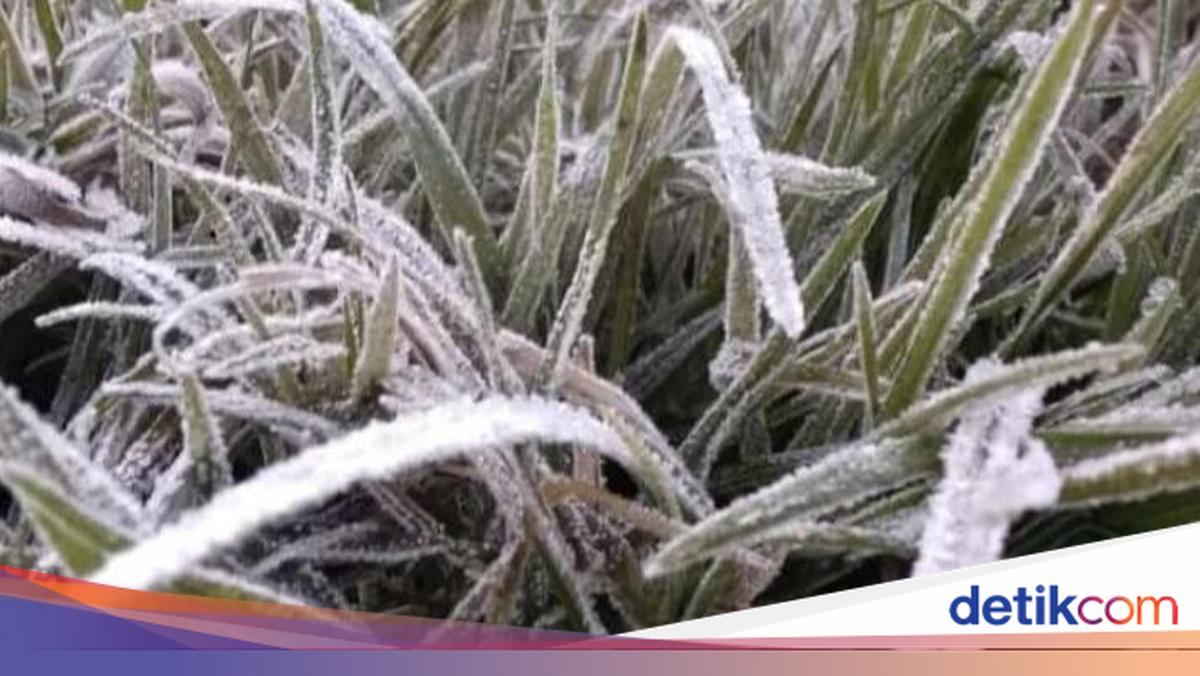 Foto: Dieng Pagi Ini, Embun Es Muncul Lagi