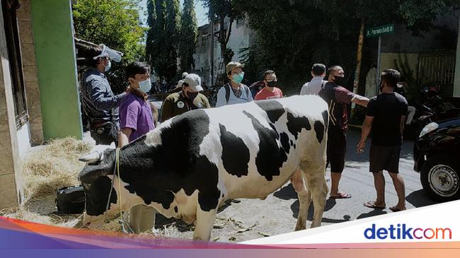 Sapi di Surabaya Ini Dicurigai Terkena Anthrax, Ternyata Stres dan Diare