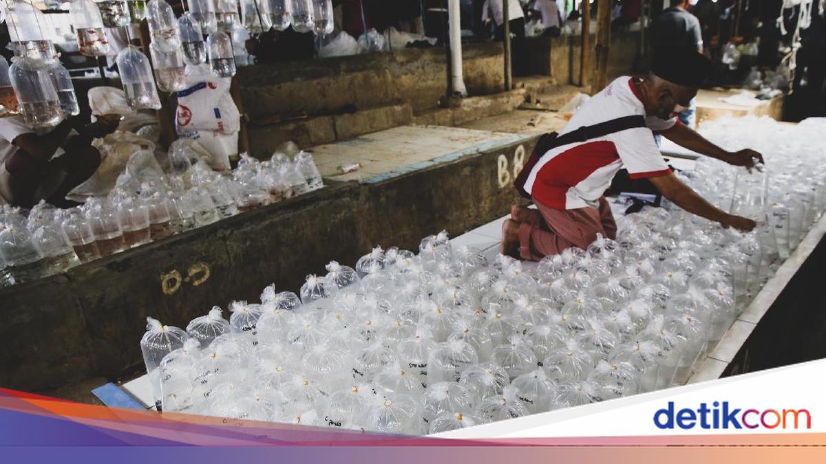 Jurus Pemerintah Geber Bisnis Ikan Hias di RI