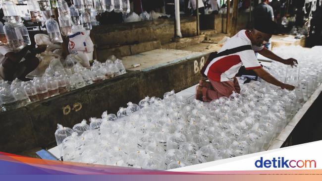 Jurus Pemerintah Geber Bisnis Ikan Hias di RI Jurus Pemerintah Geber Bisnis Ikan Hias di RI