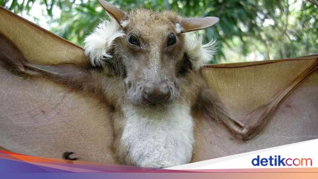 Deretan Spesies Kelelawar Berpenampilan Menyeramkan