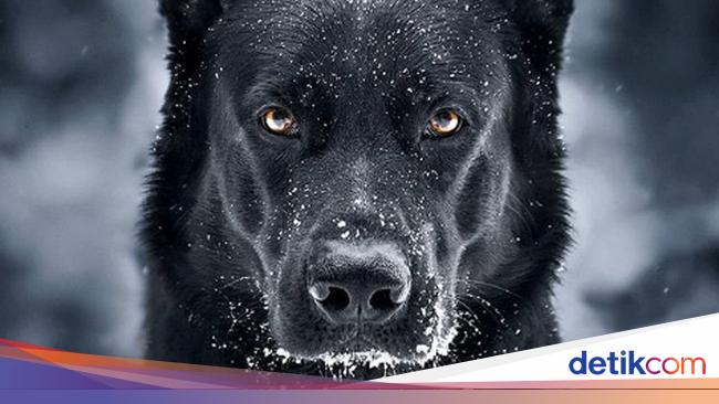 Potret Anjing Hitam yang Disebut Mirip Batman