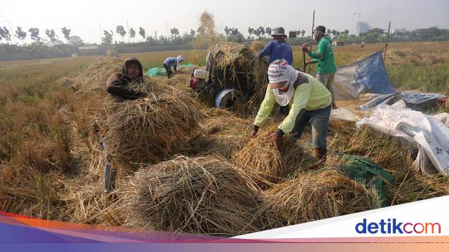 Petani Tak Perlu Bakar Jerami Sisa Panen, Bisa Dimanfaatkan Buat Ini Lho