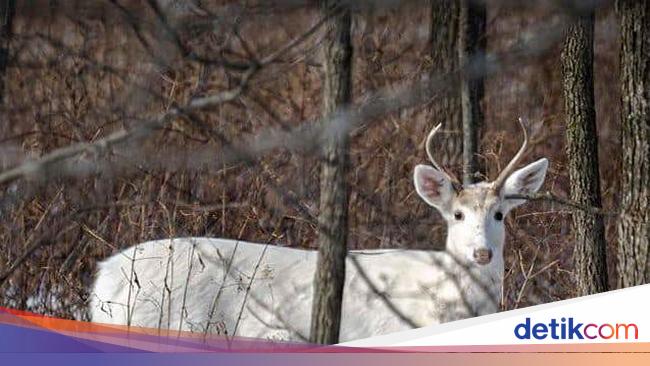 Bukan Dongeng, Ini Rusa Putih di Dunia Nyata
