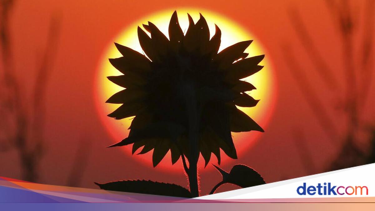 Pesona Bunga Matahari Bermekaran di Jerman