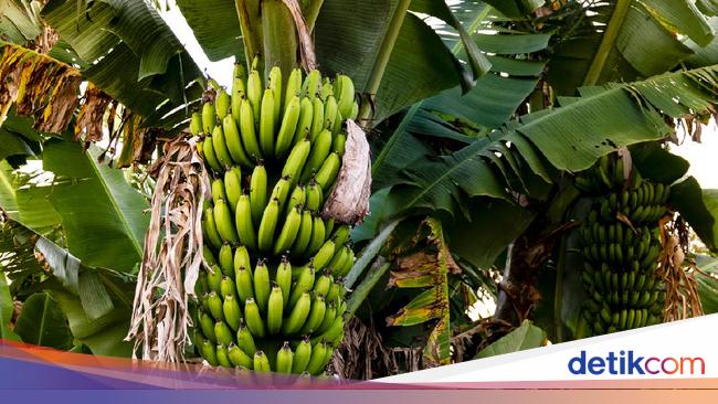 15 Jenis Pisang di Indonesia Beserta Ciri Khas dan Rasanya