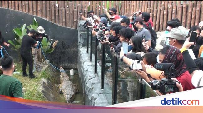 Panji Sang Petualang dan Irfan Hakim Pindahkan Buaya Muara di Lembang