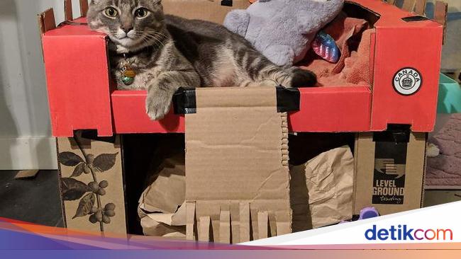 Mengapa Kucing Suka Tinggal di Dalam Kotak?