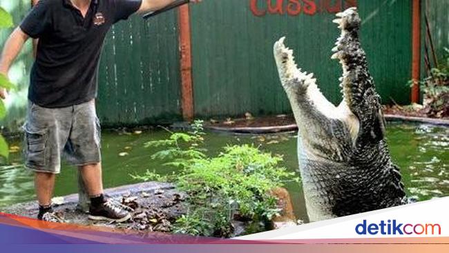 Melihat Buaya Terbesar Dunia yang Kini Berusia 120 Tahun