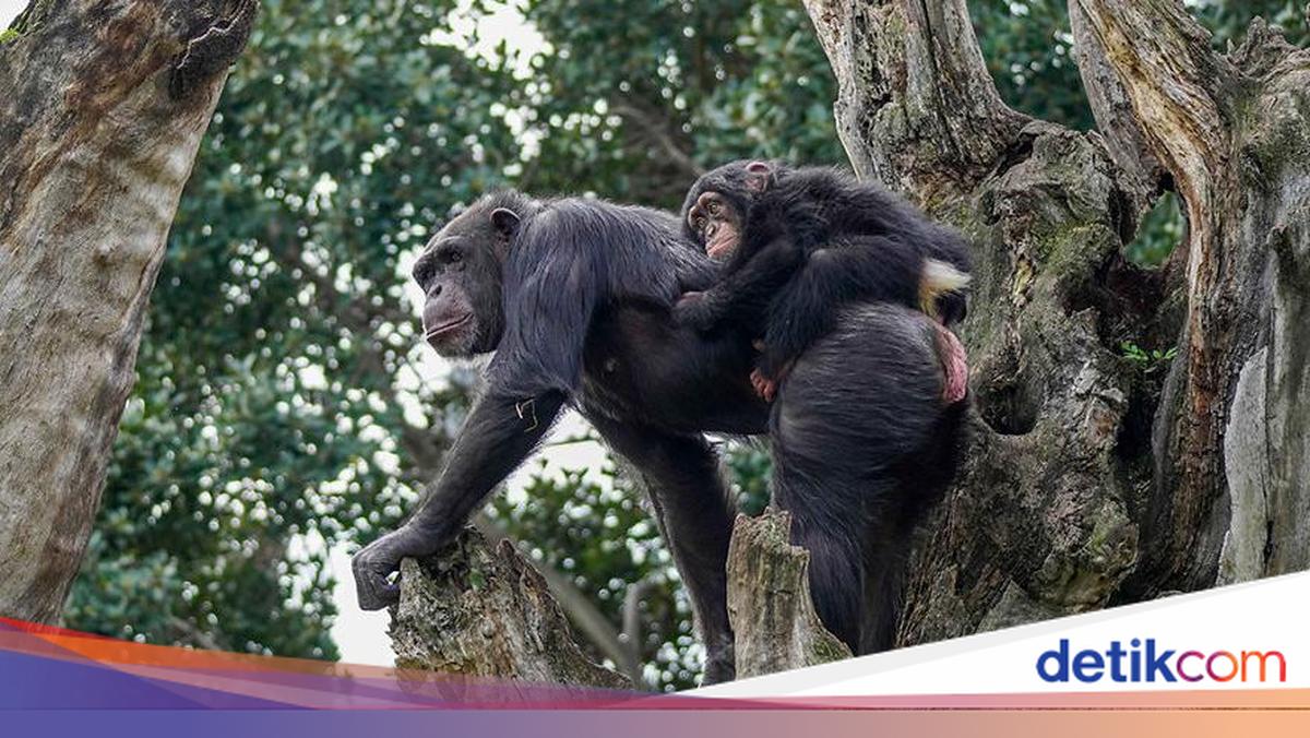 Simpanse Mengobati Penyakitnya dengan Mengonsumsi Tanaman Hutan, Pakai ...