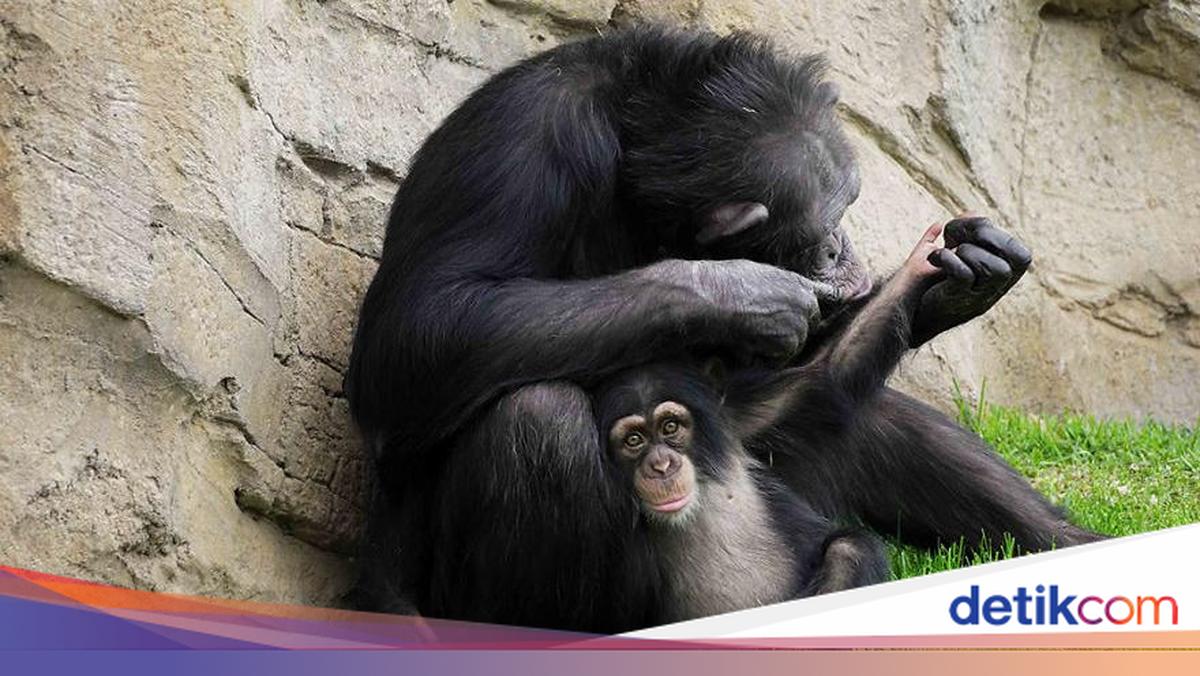 Ini Cerita Cinta Terlarang Antara Simpanse dan Manusia
