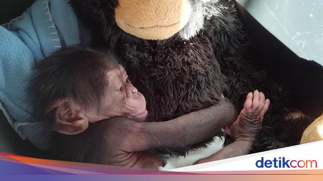Foto: Bayi Simpanse yang Diterlantarkan Induknya