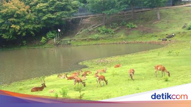 Mengenal Taman Rusa 'Abadi' di Nara, Jepang