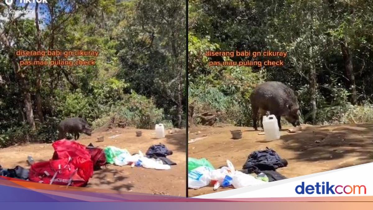 Kemah di Gunung Cikuray, Makanan Pendaki Ini Dicuri Babi Hutan