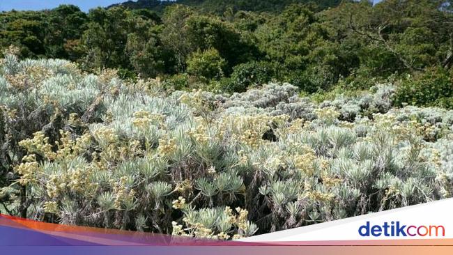 Kisah Edelweiss, Bunga Abadi yang Terancam Punah