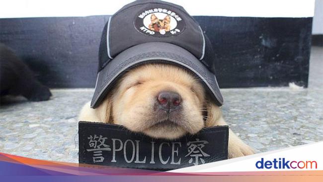 Potret Menggemaskannya Para Anak Anjing Polisi