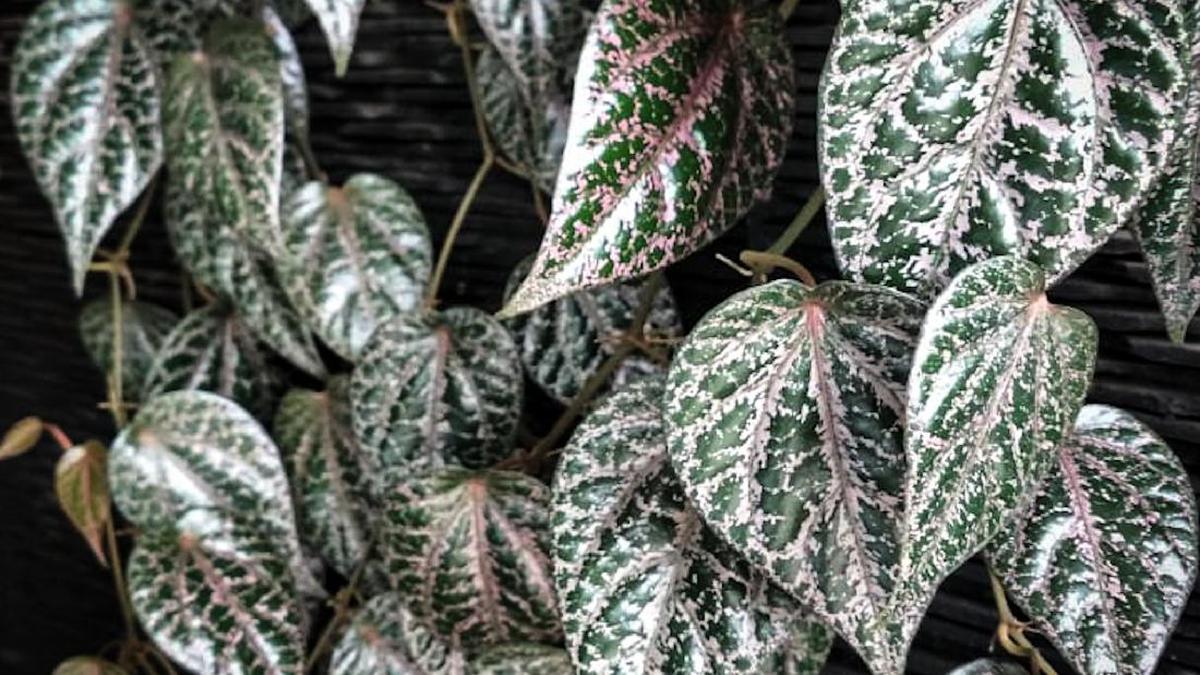 10 Manfaat Daun Sirih Merah, Menjaga Kesehatan Rongga Mulut hingga ...