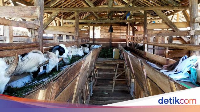 Potret Desa Wisata yang Memiliki 1.000 Domba