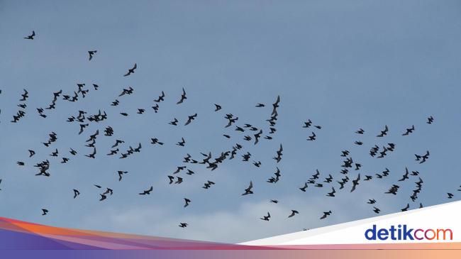Kelelawar Berkembang Biak Dengan Cara Apa?