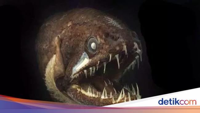 Ikan di Laut Dalam Punya Bentuk yang Aneh Mirip Alien, Ternyata Ini ...
