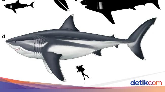 Fakta Baru Hiu Monster, Panjangnya 19 Meter