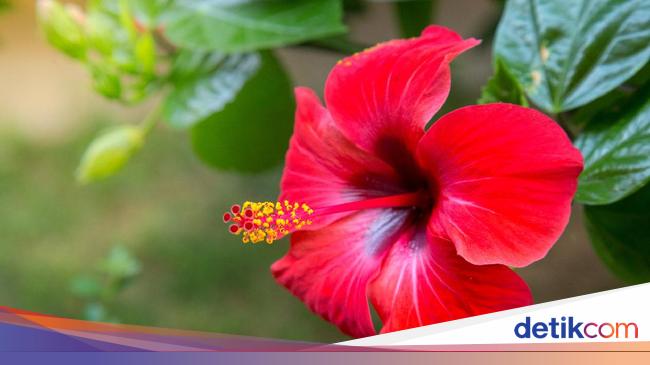 Ciri-ciri Bunga Sepatu dan Cara Merawatnya dengan Baik